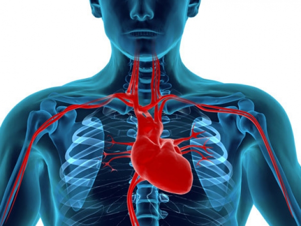 Inima :: Inima si sistemul circulator